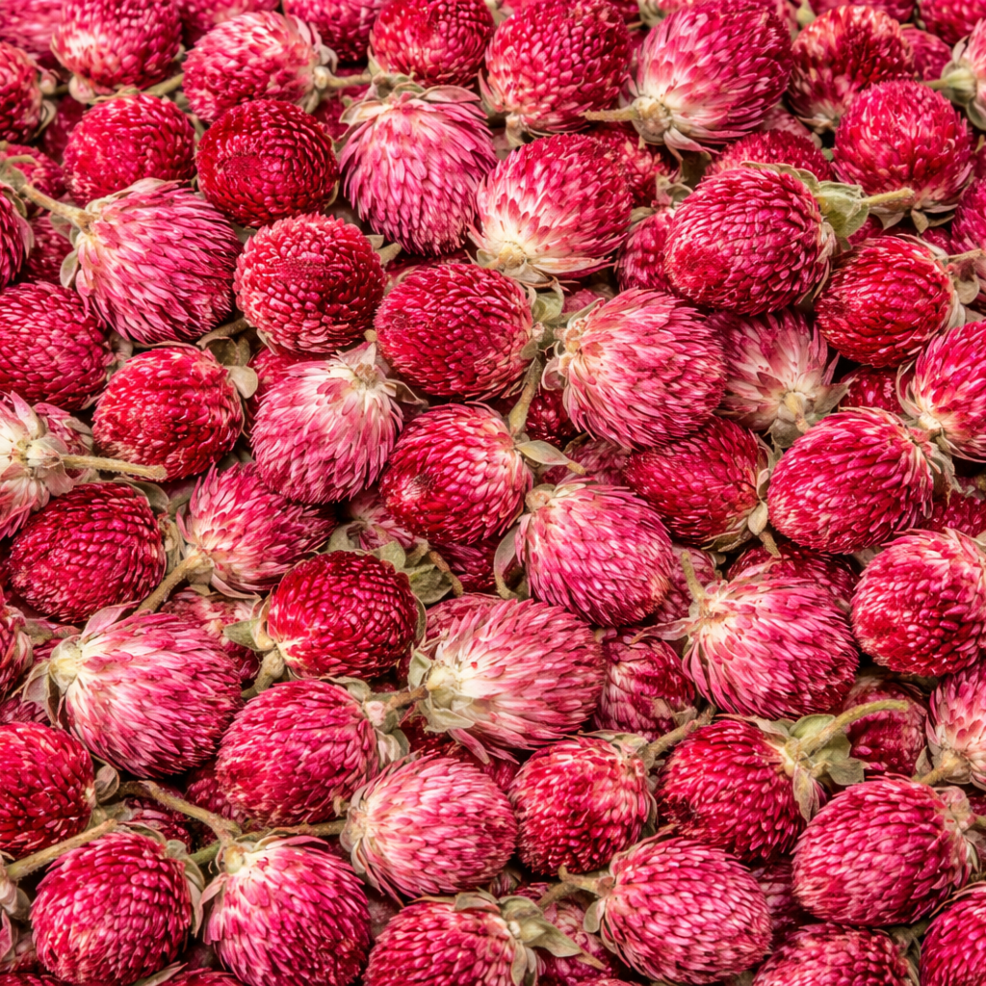 Dried Red Amaranth Flowers | Drink Botanicals Ireland – Drink ...
